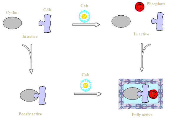 Early Virological Response of the First Line Combination Therapy ...