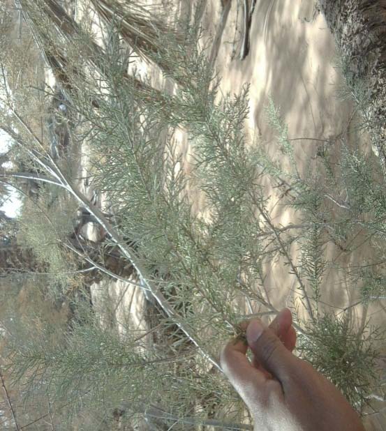 Phytochemical and Ethnobotanical Study about Tamarisk Gallica in a ...