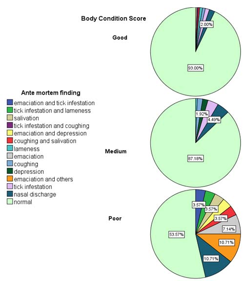 Molecular Characterization of Recent Isolates of BEF Virus in Egypt