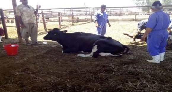 Molecular Characterization of Recent Isolates of BEF Virus in Egypt