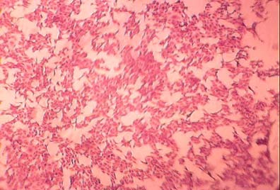 Molecular Characterization of Recent Isolates of BEF Virus in Egypt