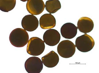Exposed to Tributyltin Chloride