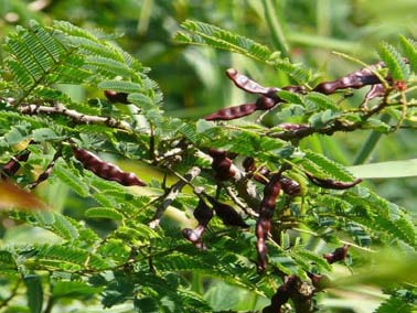 A Detailed Review on Plant Material used in Hair Growth or in Alopecia