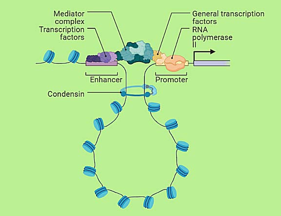 Looping Initiating Types of Machinery of Transcription, Recombination ...