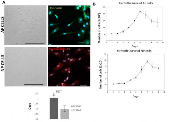 Is it Possible to Keep the Exoskeleton of the Crab Callinectes Ornatus ...