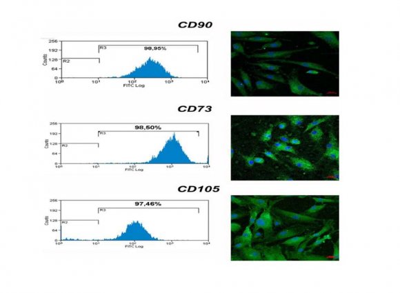 Protective Effect of Mesenchymal Stem Cells Derived Secretome in an in ...