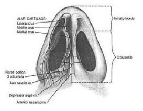 Evaluation of the Effectiveness of Lateral Intercrural Suture to ...